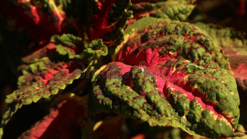Wavy Leaf Thistle stock image. Image of garden, october - 87568155