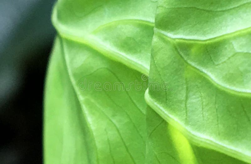 Wavy Leaf wallpaper stock image. Image of leaf, curve - 76991191