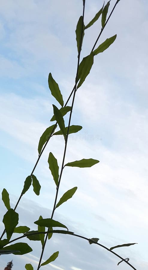 The Wavy Leaves are Gorgeous Stock Photo - Image of herb, blossom ...