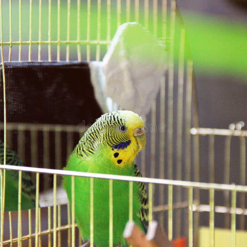 Wavy parrot in a cage stock photo. Image of beak, cute - 143937840