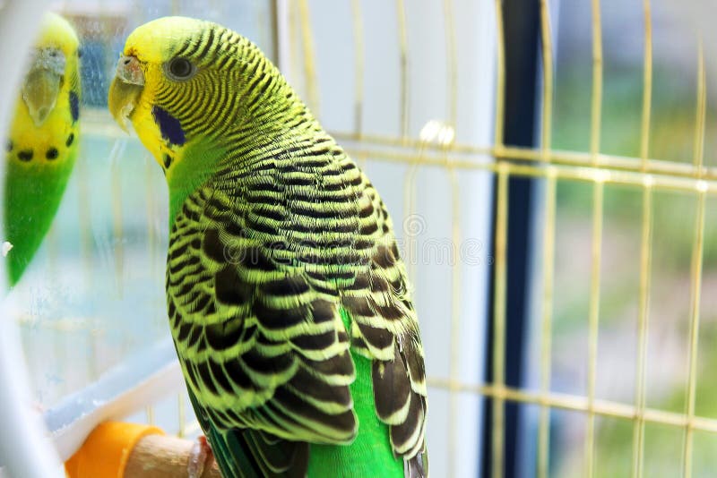 Wavy parrot in a cage. stock image. Image of beauty - 134981895