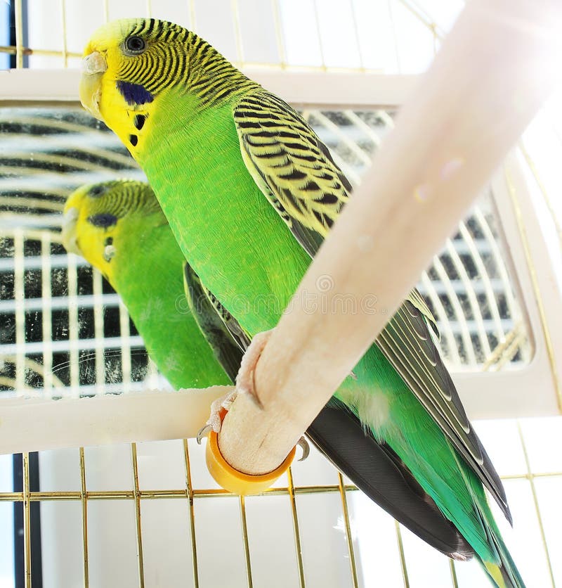 Wavy parrot in a cage. stock photo. Image of closeup - 134981260