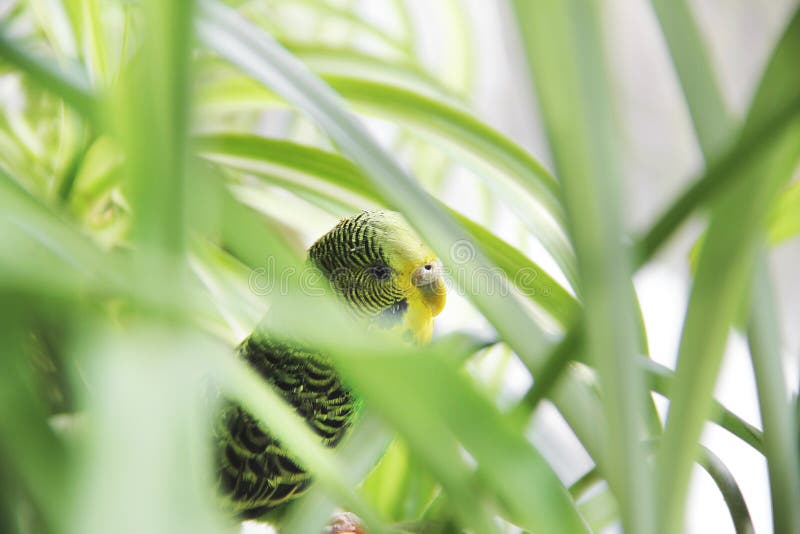 Wavy Parrot Close Up among Plants Stock Photo - Image of light, single ...