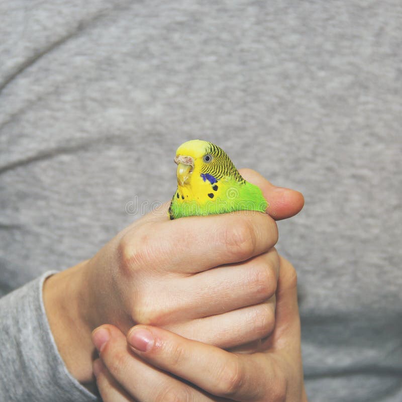 Wavy Parrot in the Hands. Bird in Hand Stock Image - Image of cute ...