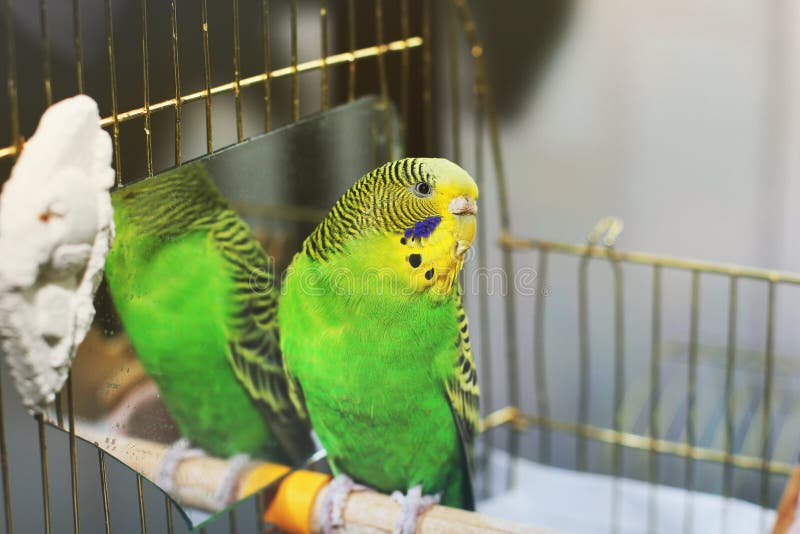 The Wavy Parrot Sits in a Cage Near the Mirror Stock Image - Image of ...