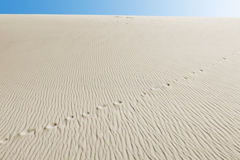 The Wavy Pattern of a Sand Dune is Crossed by Animal Tracks Stock Photo ...