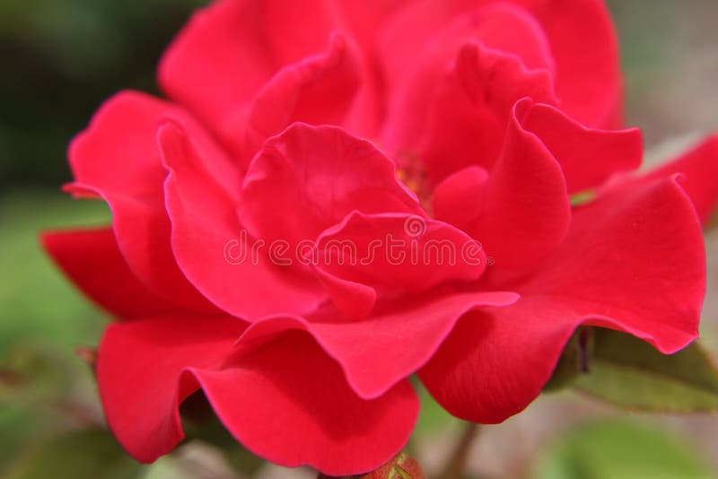 The Wavy Petals Tell The Uncertainties Of Nature. Stock Image - Image ...