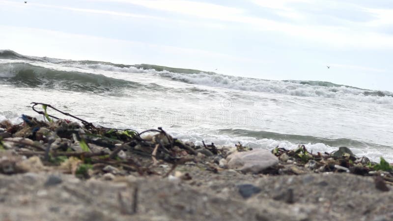 Wavy Sea Shot from the Beach and Flying Birds Stock Footage - Video of ...