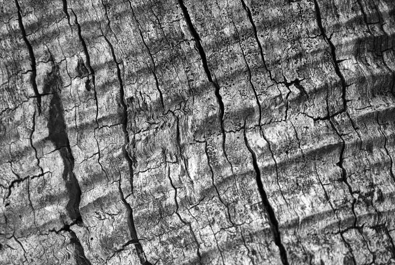 2,492 Wavy Tree Texture Stock Photos - Free & Royalty-Free Stock Photos ...