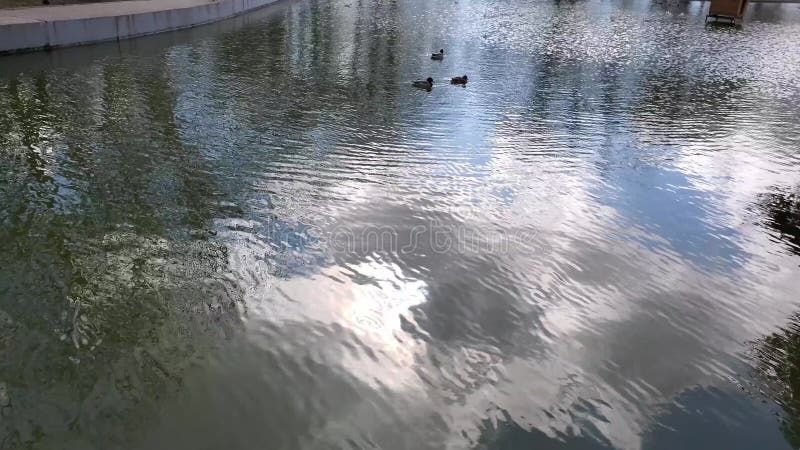 Pond with Swimming Ducks and Blurred Sky Reflection in Water Surface ...