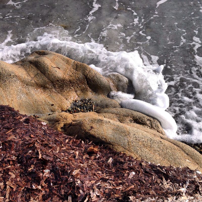 Wawe stock photo. Image of foam, seaweed, wave, beach - 40172070