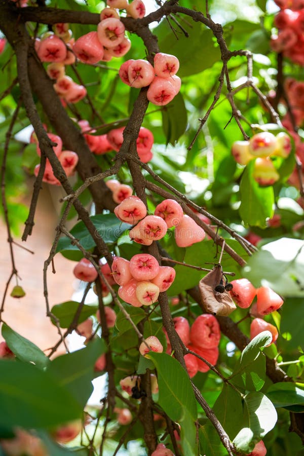 A Wax Apple Tree Full of Fruit Stock Image - Image of still, lotus ...