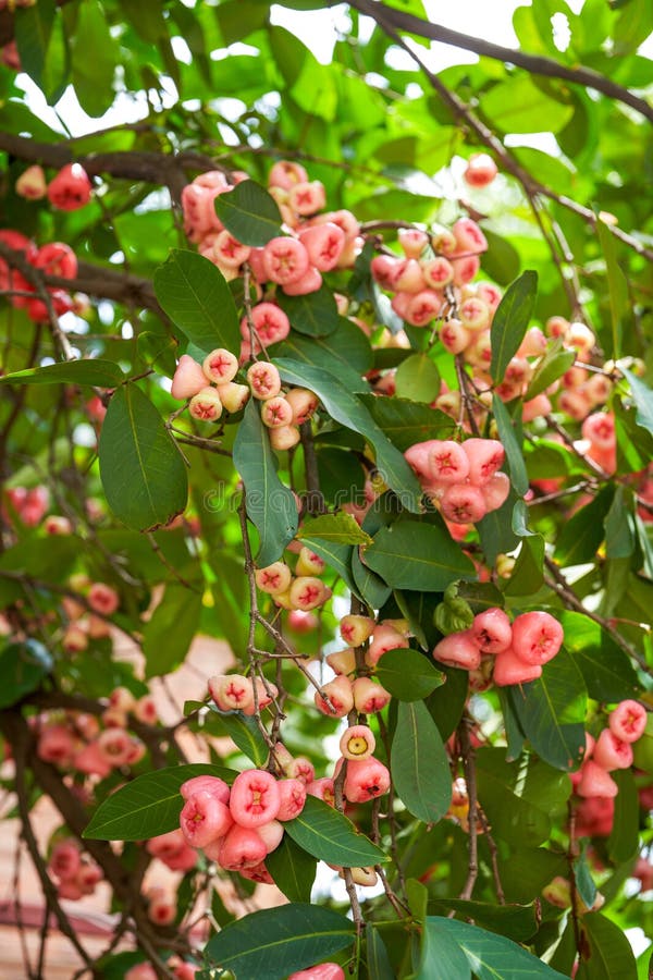 A Wax Apple Tree Full of Fruit Stock Image - Image of evergreen, flower ...
