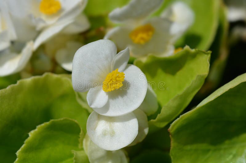 Wax begonia stock image. Image of botany, semperflorens - 304790341