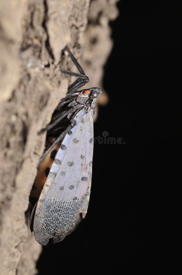 Wax Cicada Superfamily Insects Stock Photo - Image of original ...