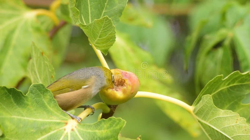 A Wax Eye Bird Eating a Fig on a Tree Stock Footage - Video of eating ...
