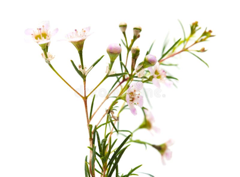 Wax flower isolated stock image. Image of scent, floral - 48231841