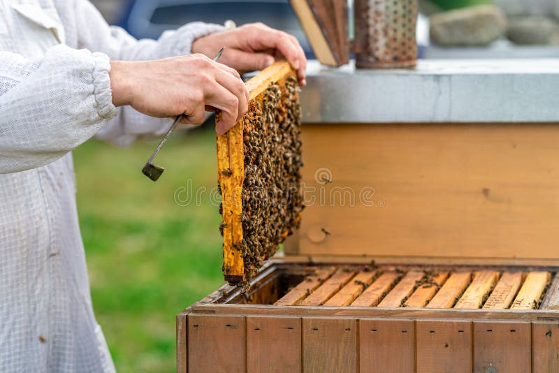 Wax Frame in Bee Hive, Honey Production Stock Photo - Image of organic ...