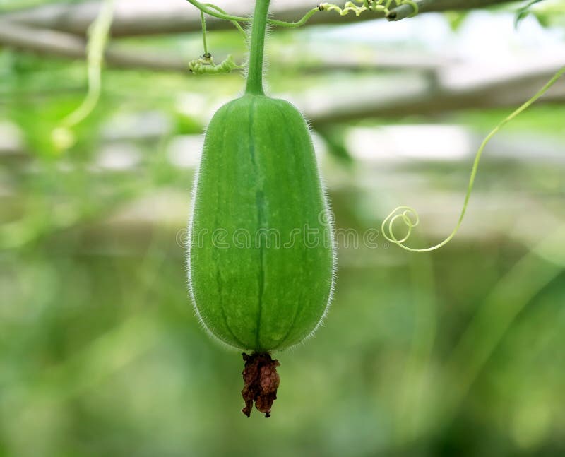 Wax gourd stock photo. Image of tender, benincasa, garden - 41109922