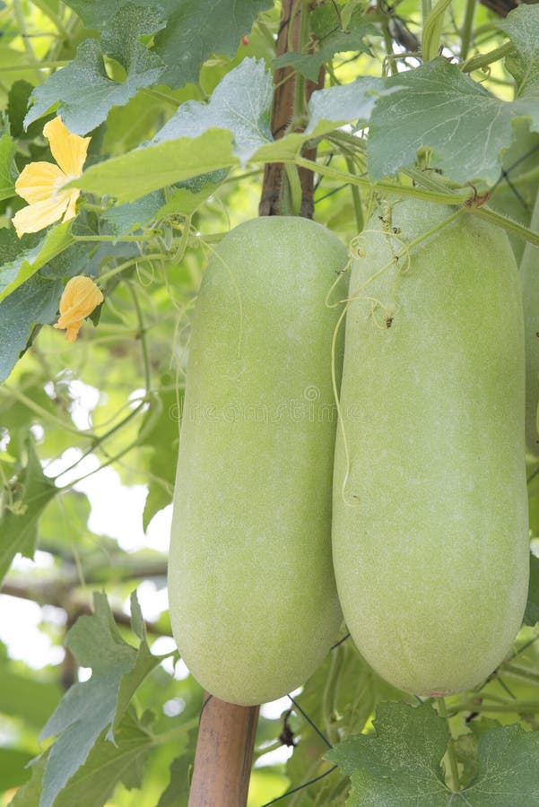 Wax gourd in a garden stock photo. Image of hispida, autumn - 36268992