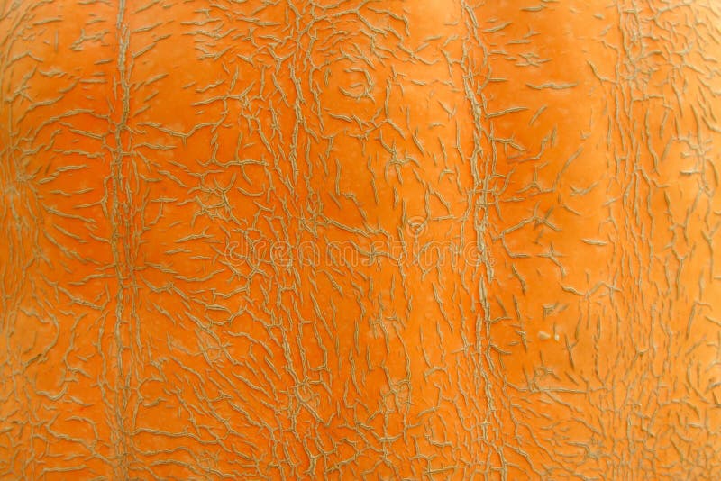 Wax gourd skin texture stock image. Image of fruits, still - 28475679