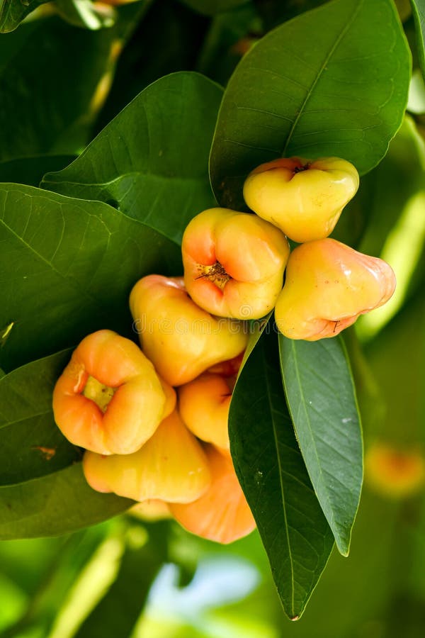 Tropical Rainforest Jambu Tree