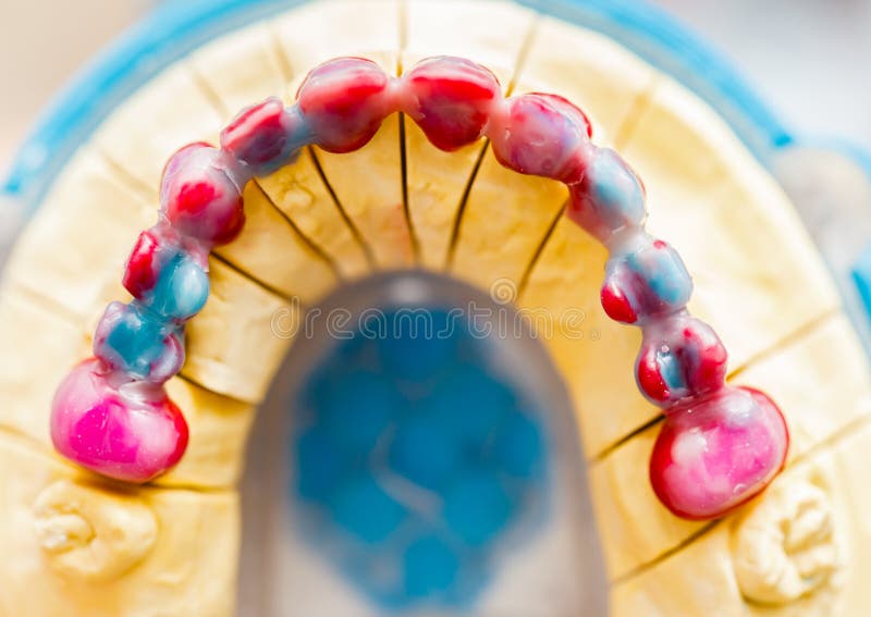 Wax Model stock photo. Image of healthcare, macro, prosthetics - 34464576