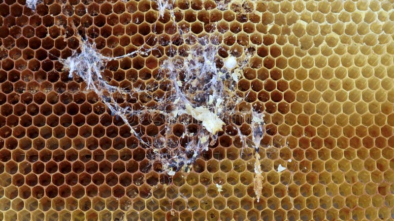 Wax Moth Larvae Wreaking Havoc on Honeycomb in Beehive Frame, Causing ...