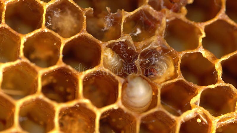 Bee Wax Moth. Once the Wax Moth Eggs Hatch the Larvae Immediately Start ...