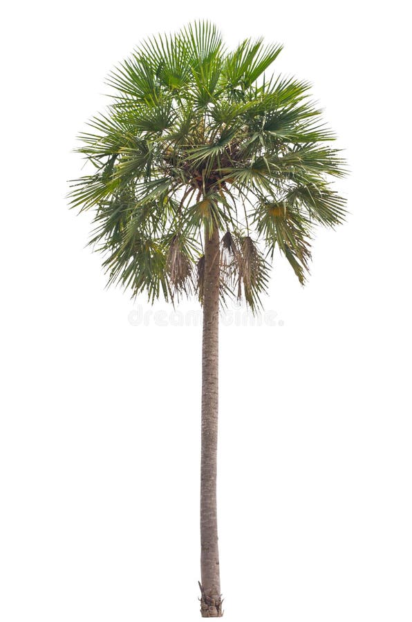 Wax Palm(Copernicia Alba)Palm Tree Stock Photo - Image of background ...