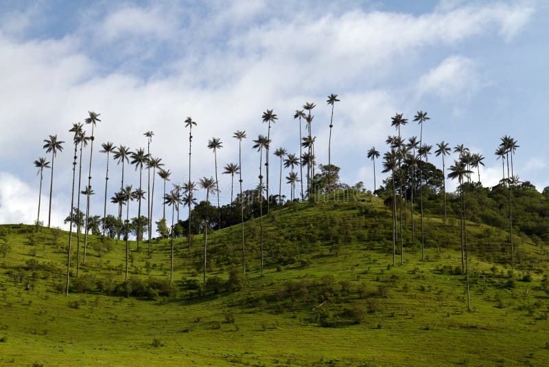 The Wax Palm Trees from Cocora Valley are the National Tree, the Symbol ...