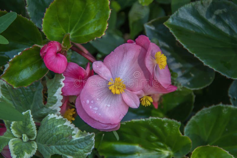 Begonias in the rain drops stock photo. Image of collected - 100444258