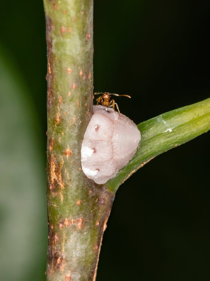 Tortoise Scale stock photo. Image of ceroplastes, insect - 196067078