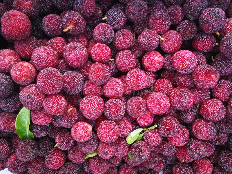 Waxberry stock image. Image of leaf, rubra, fruit, chinese - 92459867