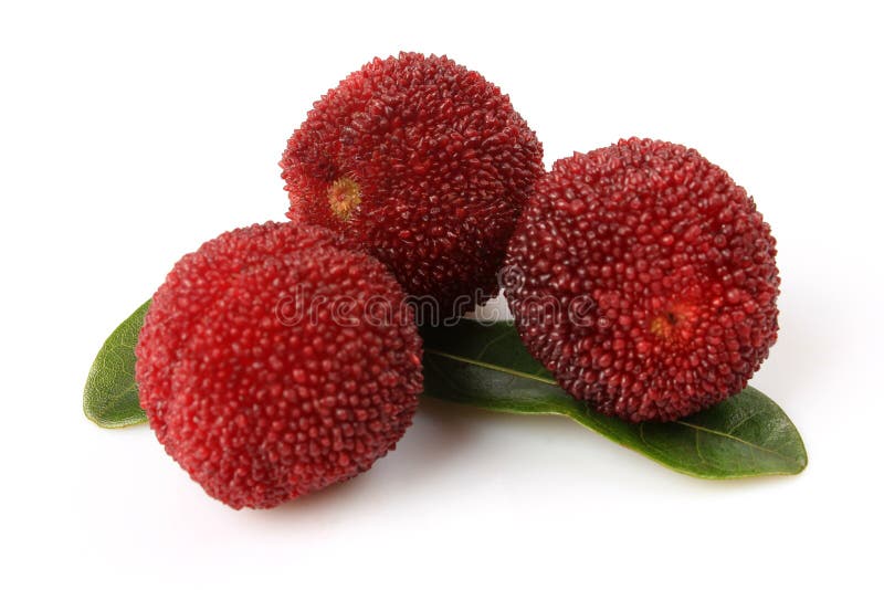 Waxberry or red bayberry stock image. Image of eating - 41287237