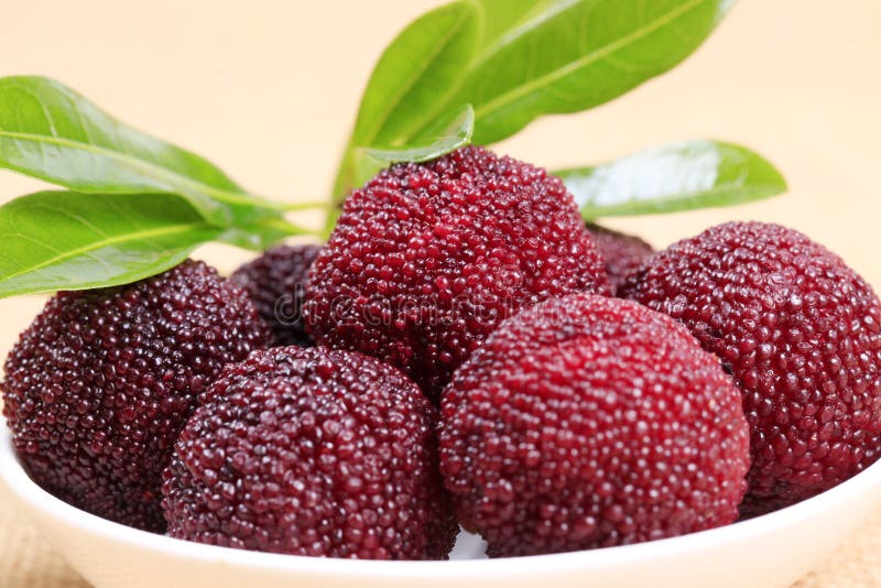 Waxberry Stock Photos - Download 421 Royalty Free Photos