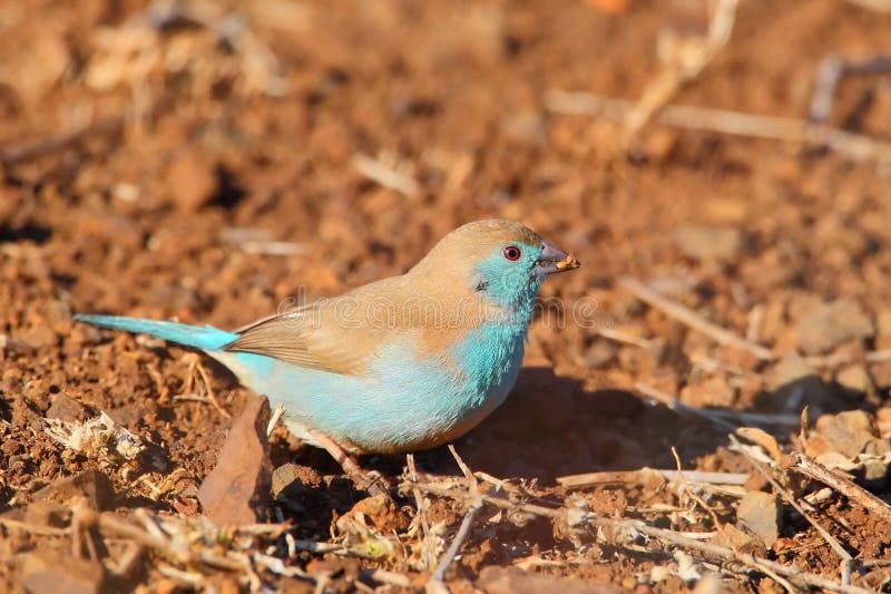 Gorrión Grey-headed, Desierto De Kalahari Foto de archivo - Imagen de ...