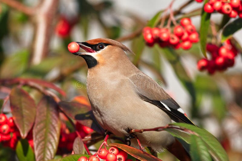 Waxwing stock photo. Image of berry, wildlife, black - 18677020