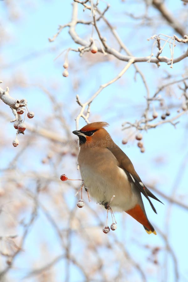 Waxwing stock photo. Image of tree, frost, winter, waxwing - 23439994