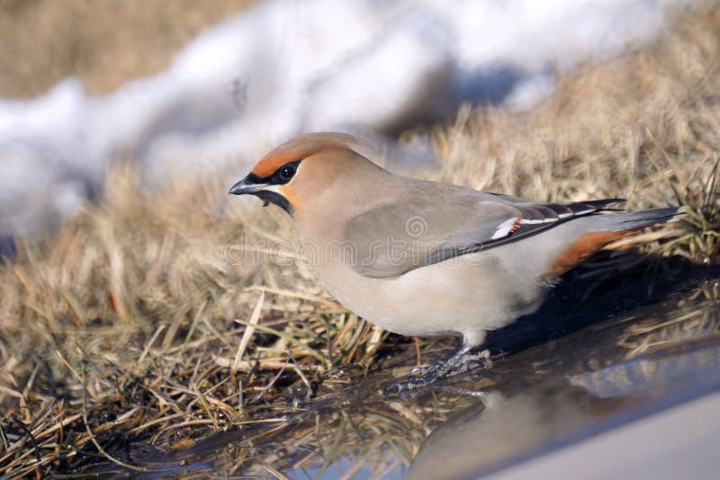 Waxwing stock photo. Image of snow, closeup, winter, natural - 28529072
