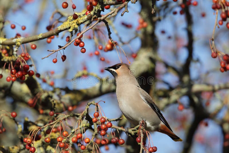 Waxwing. stock photo. Image of plant, side, branch, waxwings - 29074804