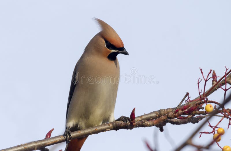 Waxwing stock photo. Image of flight, waxwing, brown - 29335746