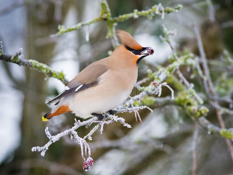 Waxwing with berry stock image. Image of winter, eating - 23248633