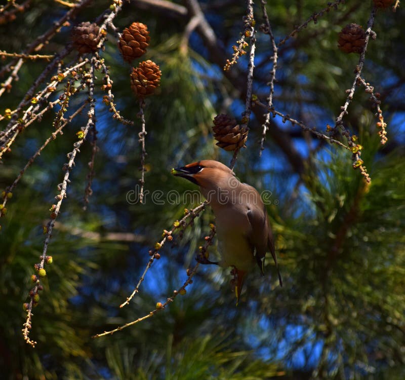 Waxwing Bird Eats Cones in the Forest Stock Photo - Image of nature ...