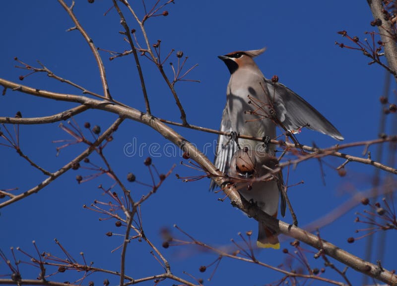 Birds on Top of the Post Fence Stock Image - Image of post, green ...