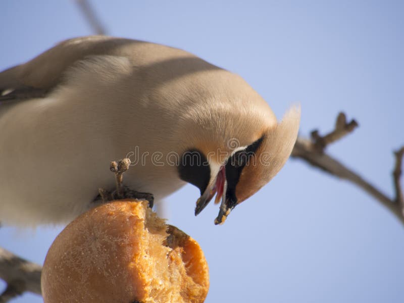 Waxwing eating apple stock image. Image of feeding, bush - 33147601
