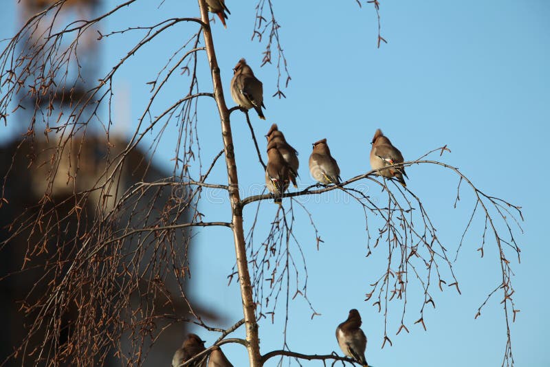 Waxwing flock songbird stock image. Image of birdwatching - 214915959