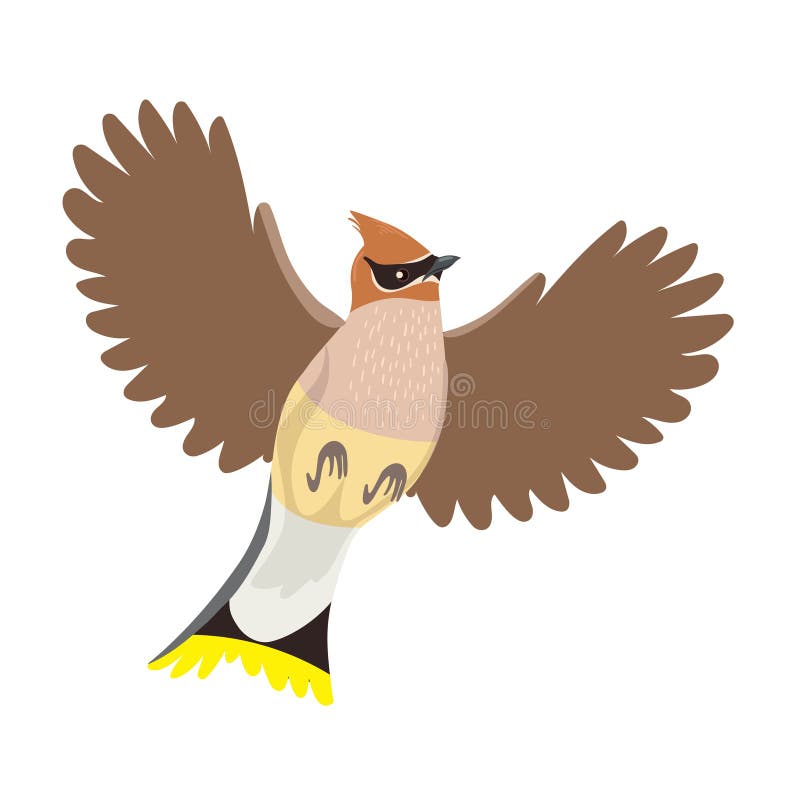 Waxwing Isolated On A White Background Vector Graphics Stock