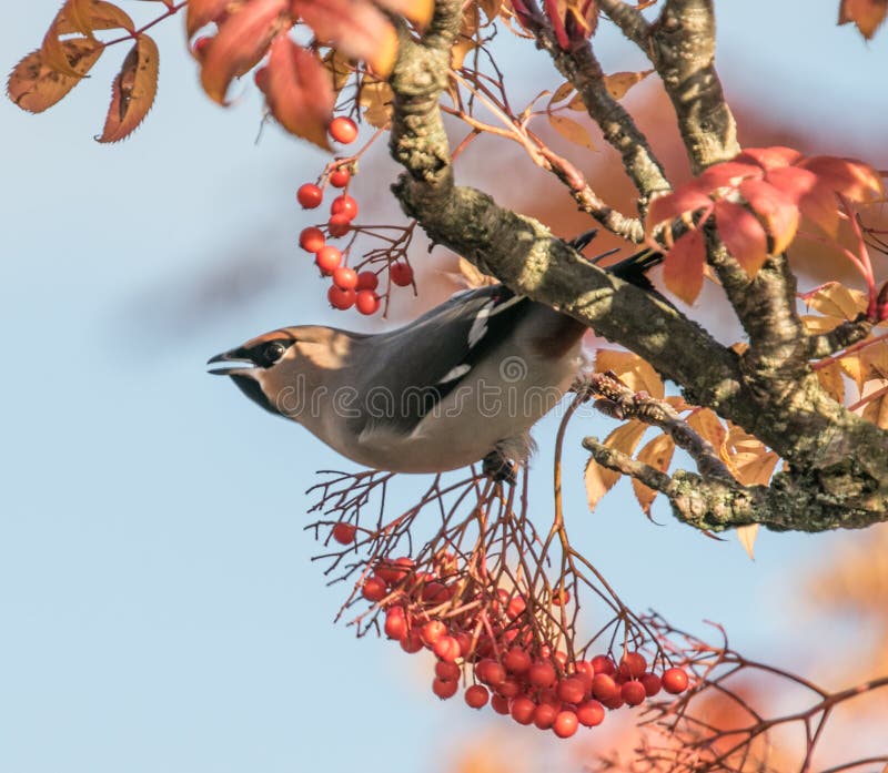 A Waxwing Sat in Rowan Bush Eating a Berry Stock Photo - Image of bush ...