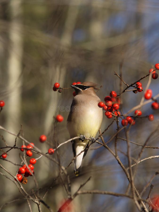 Waxwing in Winter Berry Bush Stock Photo - Image of pretty, alert: 1707702